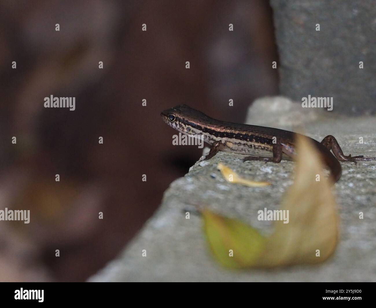 Indian Forest Skink (Sphenomorphus indicus) Reptilia Stock Photo - Alamy