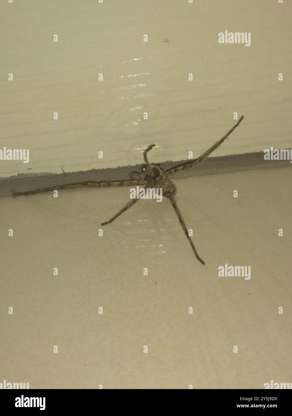 Pantropical Huntsman Spider (Heteropoda venatoria) Arachnida Stock ...