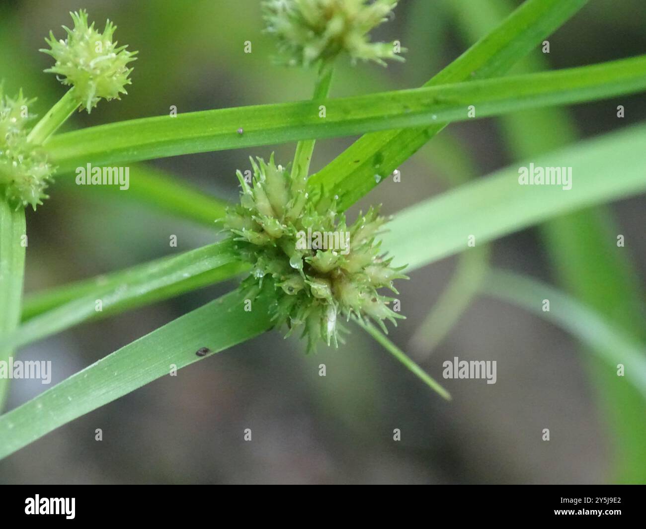 Bearded Flatsedge (Cyperus squarrosus) Plantae Stock Photo - Alamy
