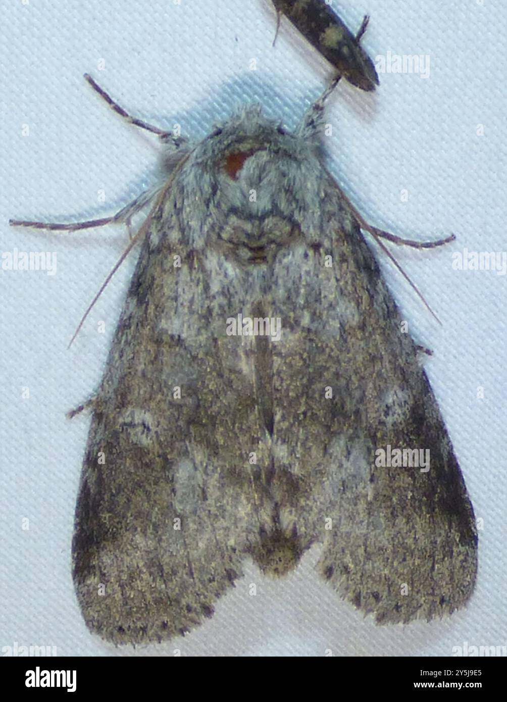 Variable Oakleaf Caterpillar Moth (Lochmaeus manteo) Insecta Stock ...