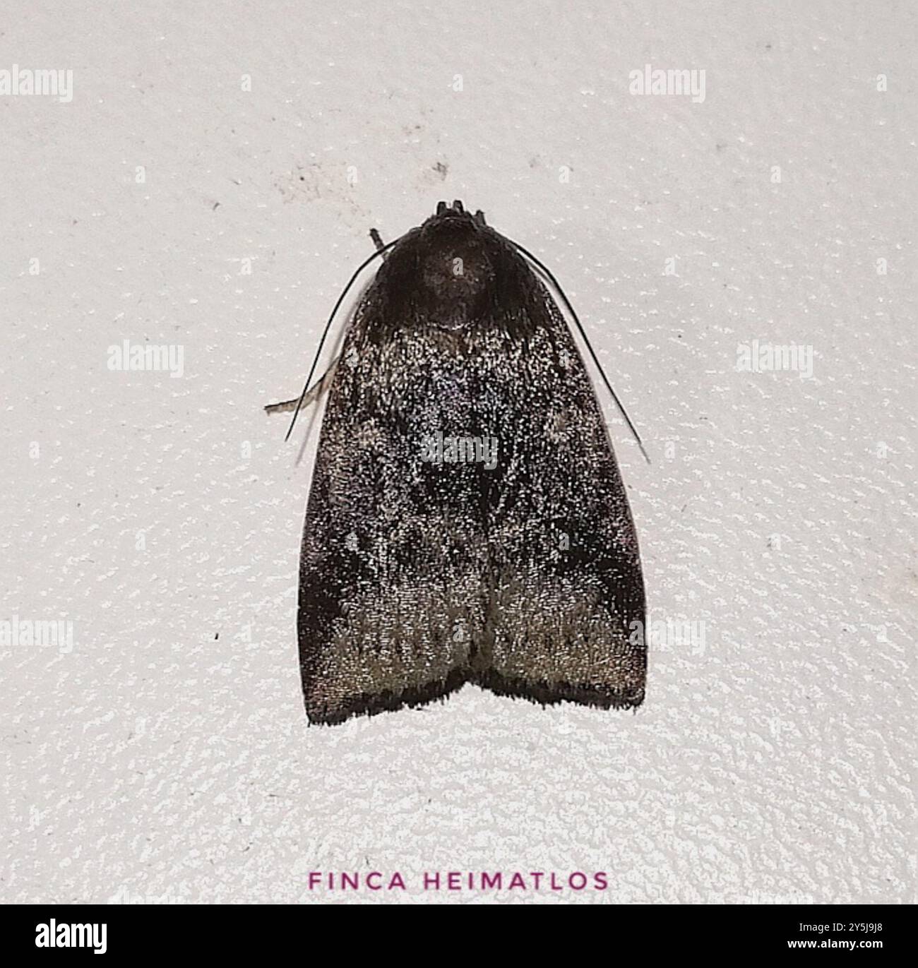 Flat-bodied moths (Depressariidae) Insecta Stock Photo - Alamy