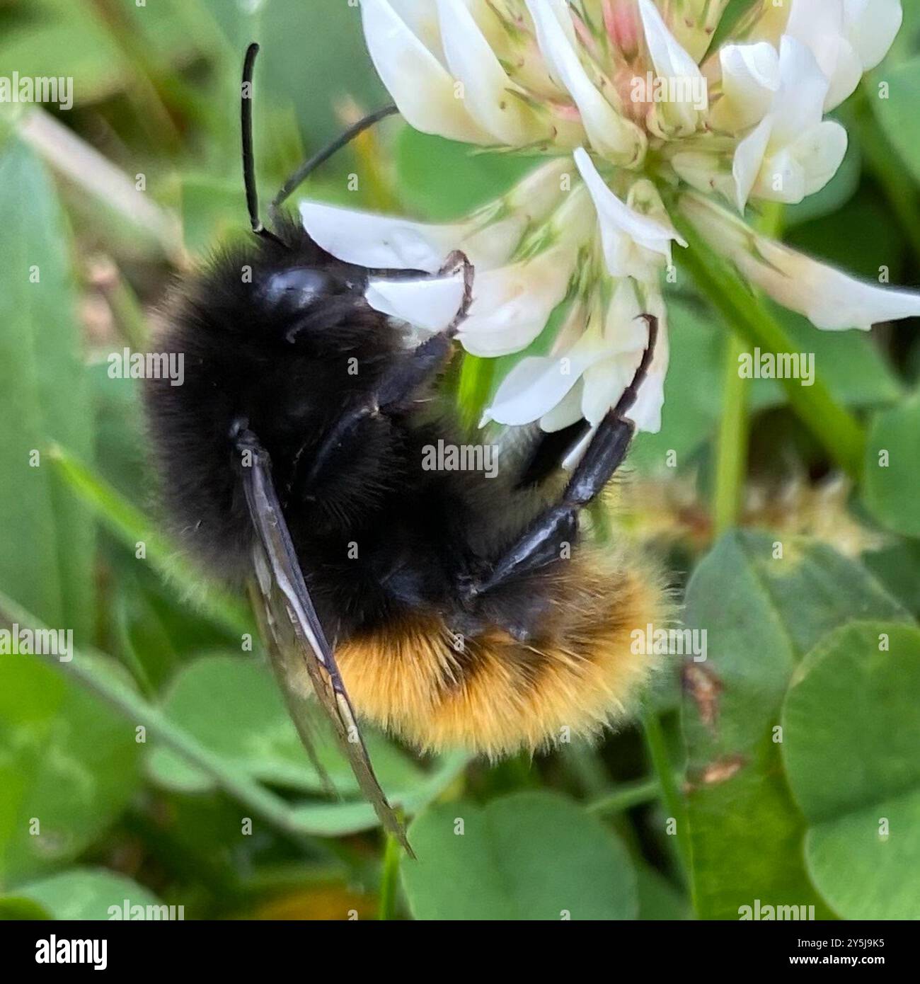 Bombus alpinus hi-res stock photography and images - Alamy