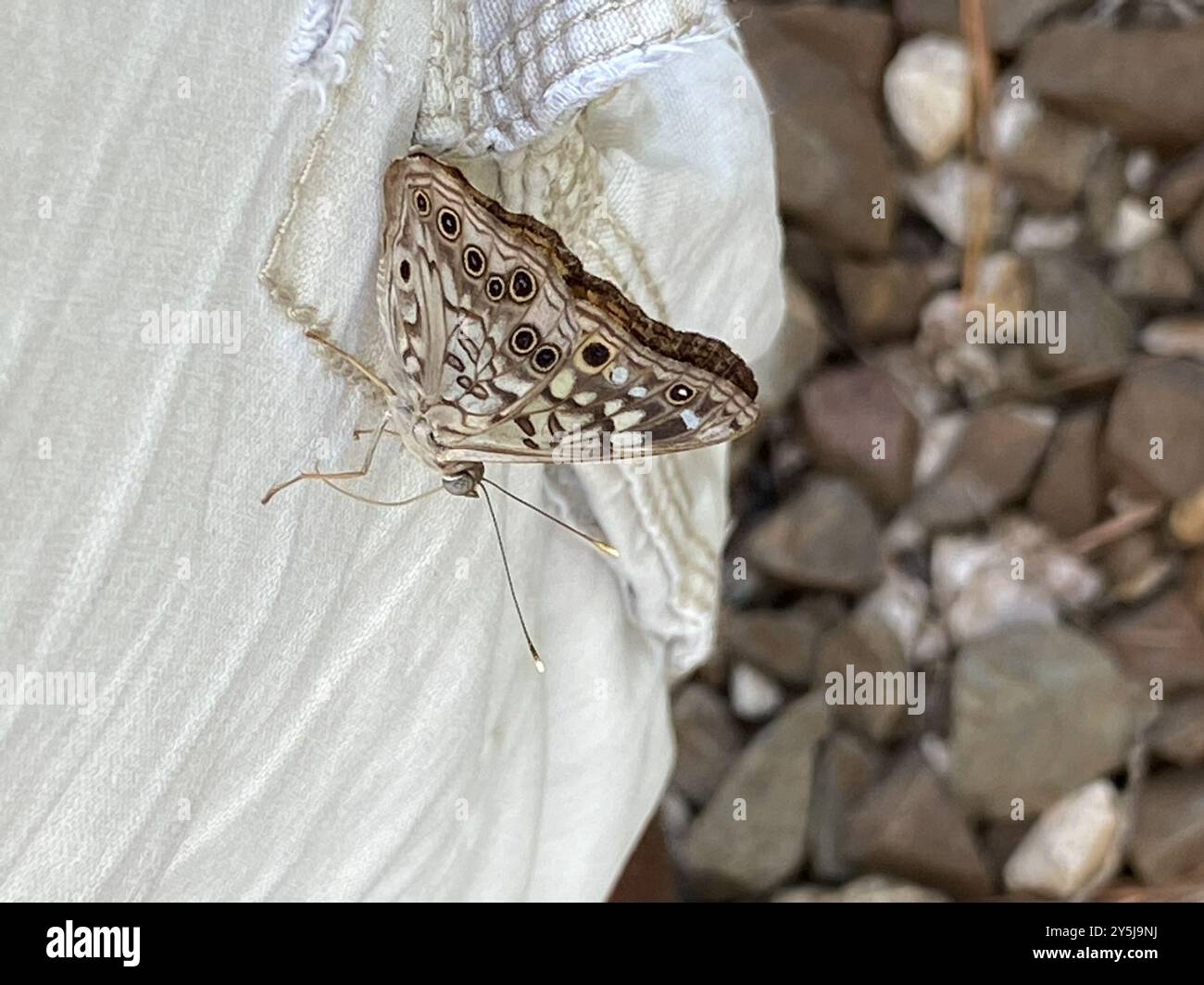 Hackberry Emperor (Asterocampa celtis) Insecta Stock Photo - Alamy