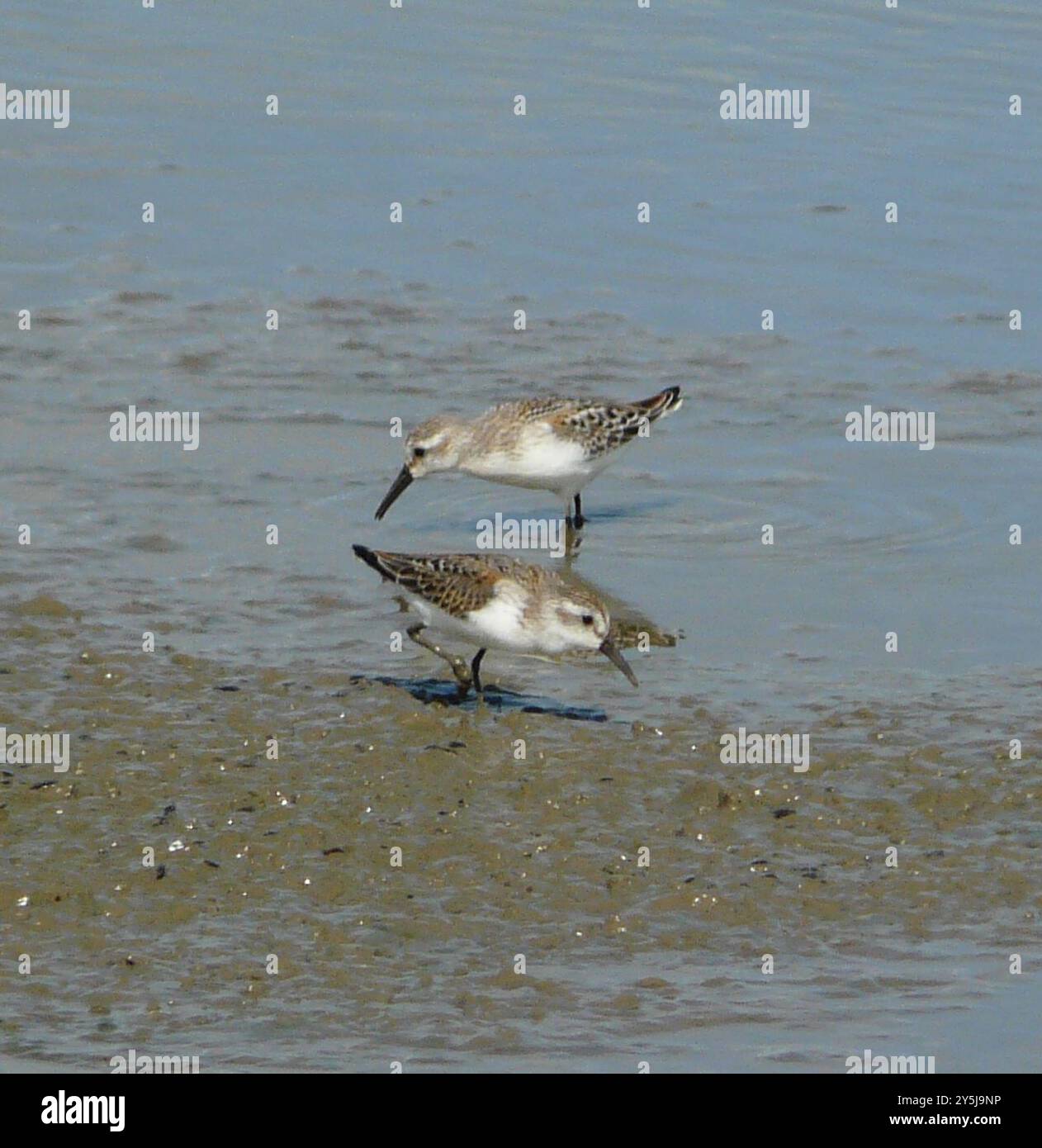 Western Sandpiper (Calidris mauri) Aves Stock Photo - Alamy