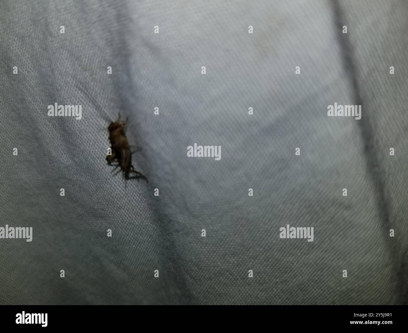 Small Ground Crickets (Neonemobius) Insecta Stock Photo - Alamy