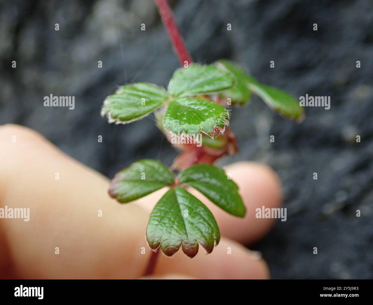beach strawberry (Fragaria chiloensis) Plantae Stock Photo - Alamy