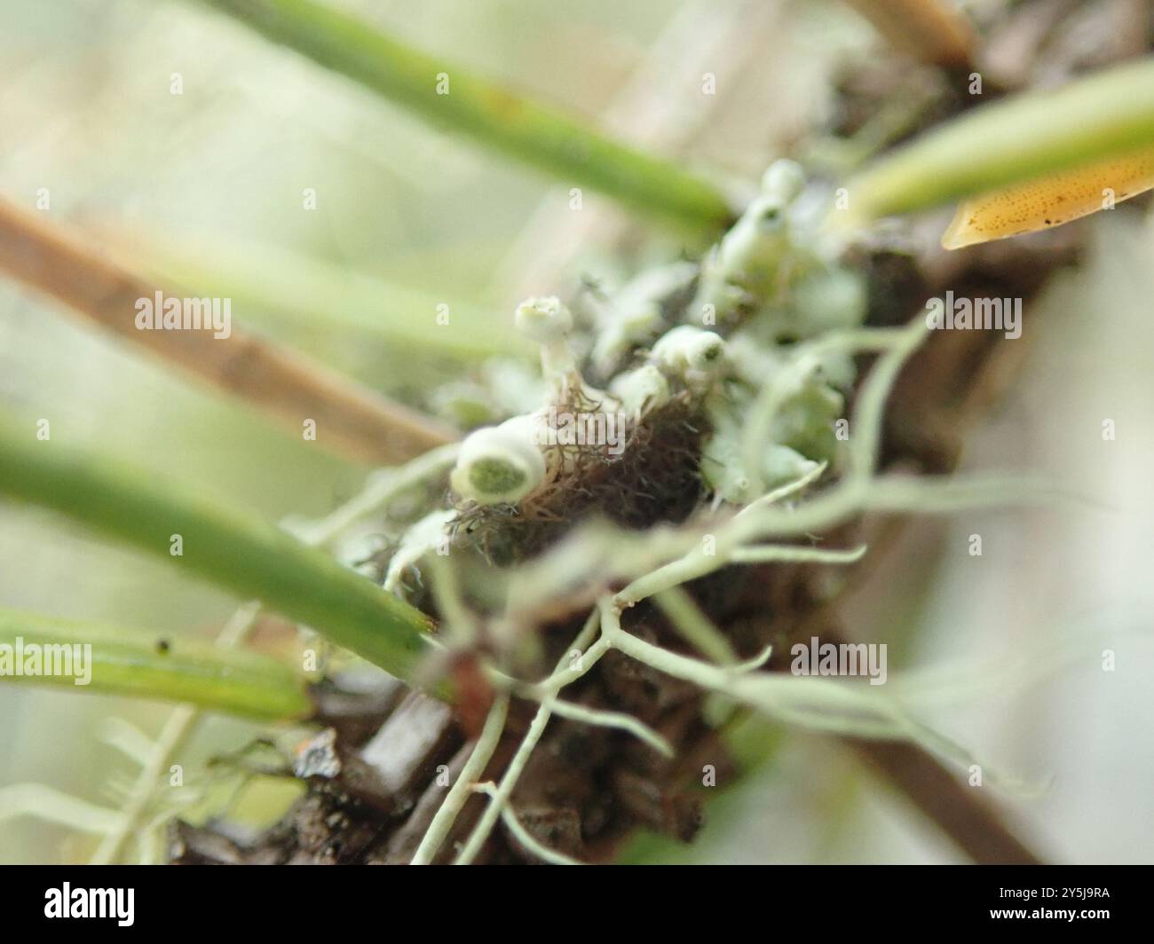 Seaside Centipede Lichen (Heterodermia sitchensis) Fungi Stock Photo ...
