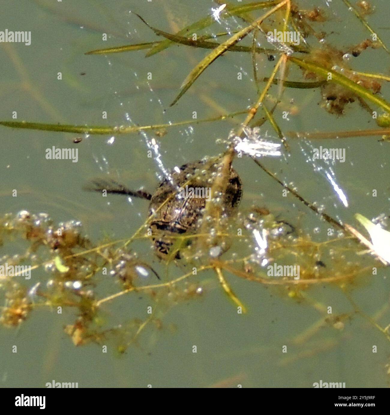 Lesser Diving-beetle (Acilius sulcatus) Insecta Stock Photo - Alamy