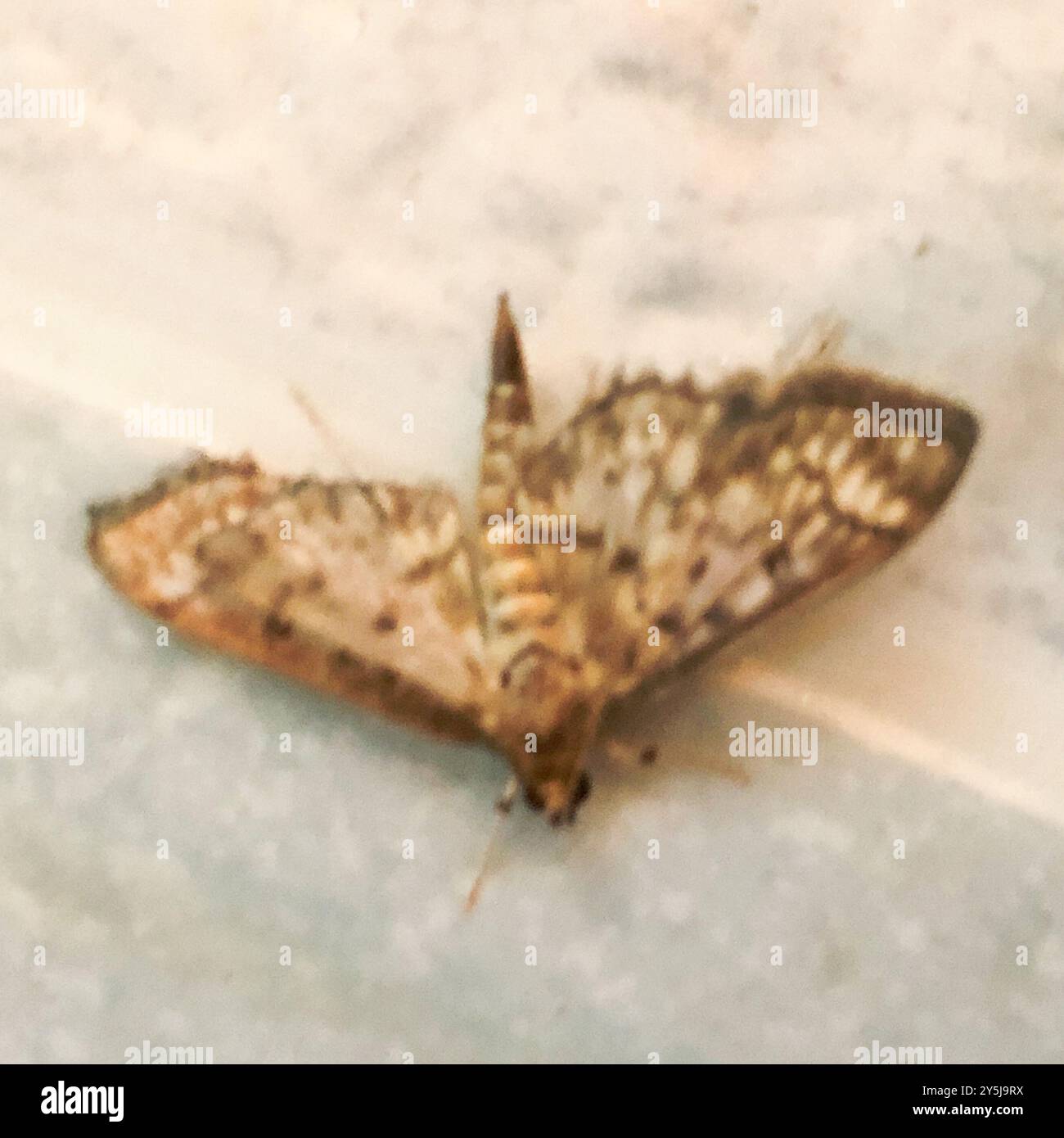 Pearl Moths (Spilomelinae) Insecta Stock Photo - Alamy