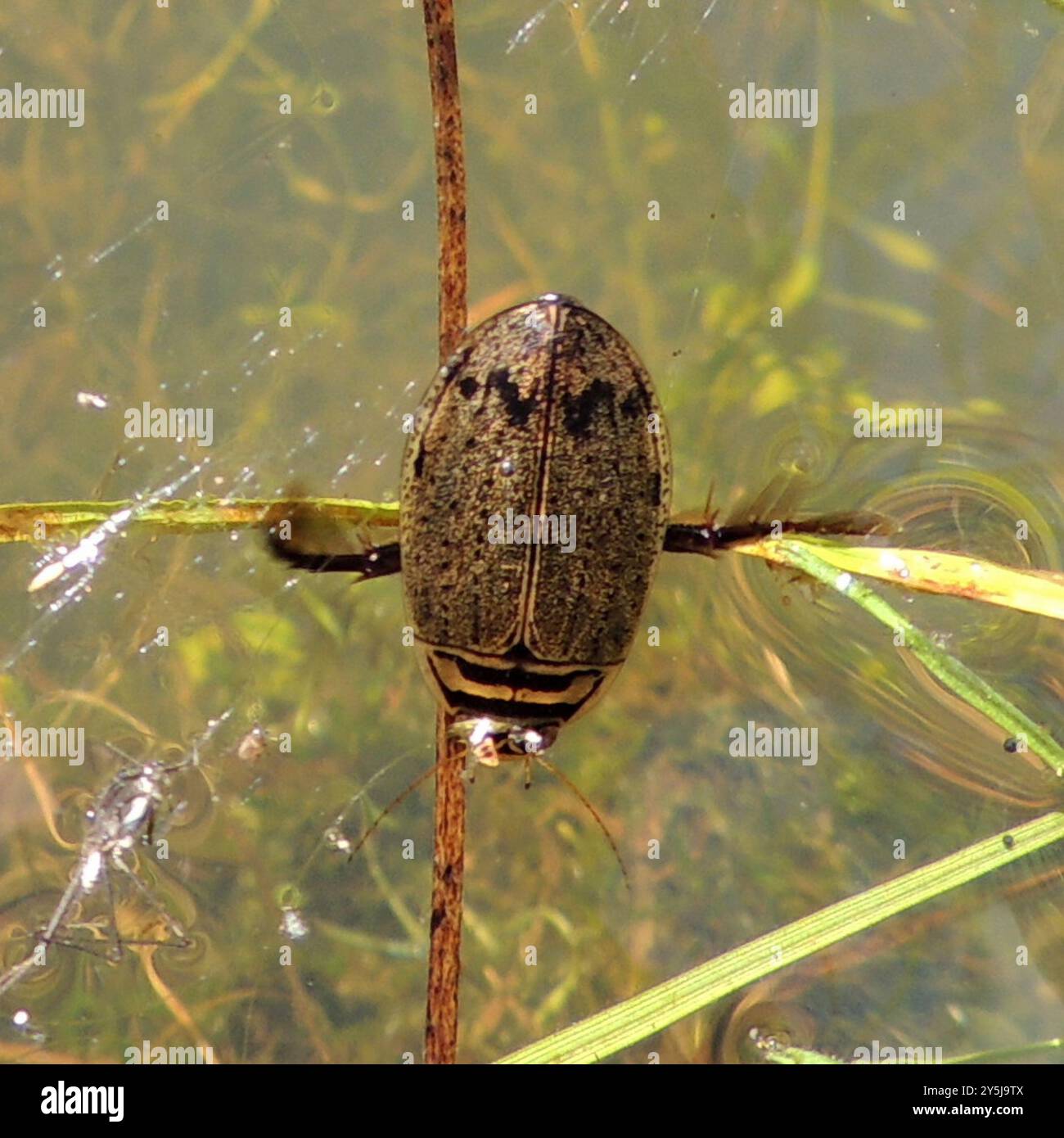 Lesser Diving-beetle (Acilius sulcatus) Insecta Stock Photo - Alamy