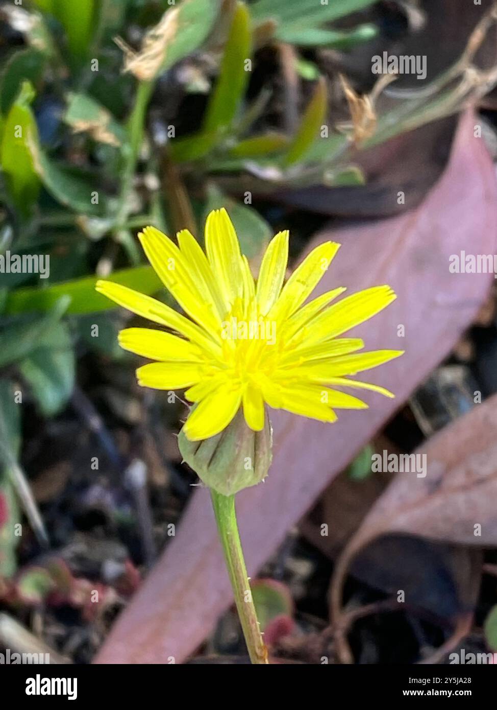 False Hawkbit (Urospermum picroides) Plantae Stock Photo - Alamy