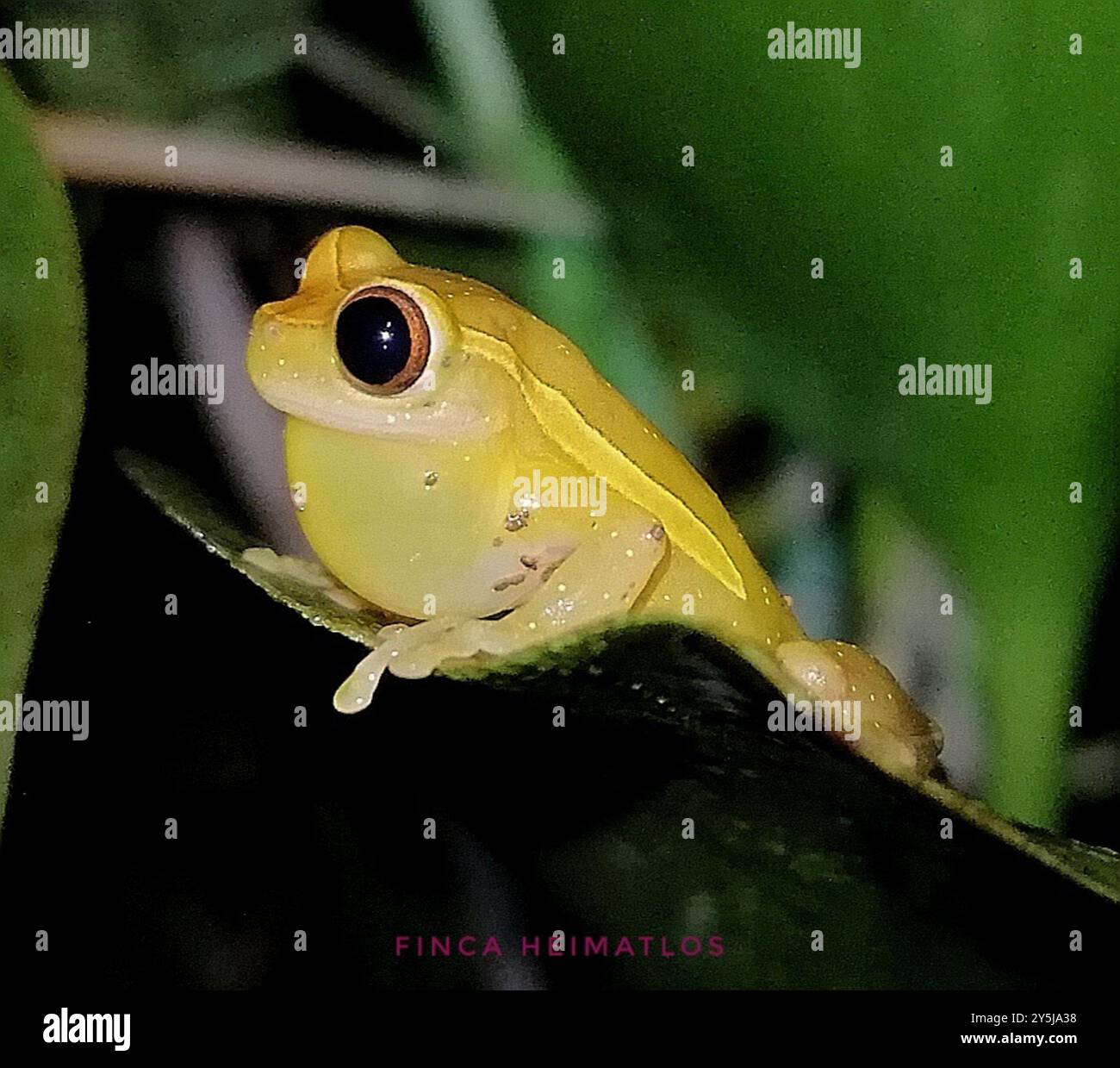 Upper Amazon Tree Frog (Dendropsophus bifurcus) Amphibia Stock Photo ...