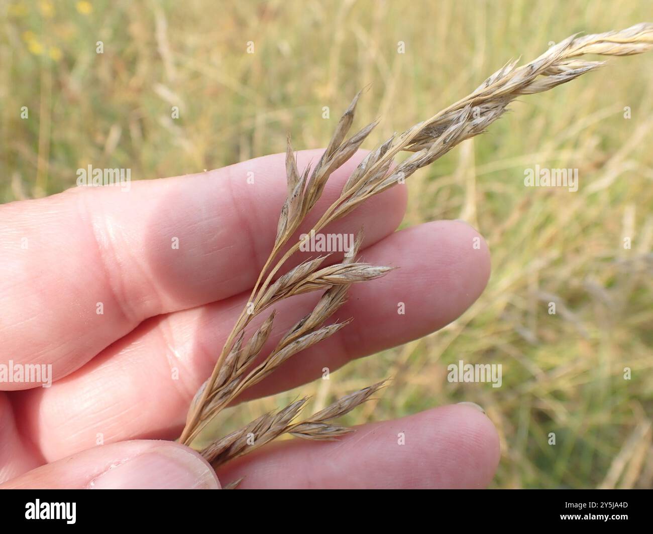 tall fescue (Lolium arundinaceum) Plantae Stock Photo - Alamy