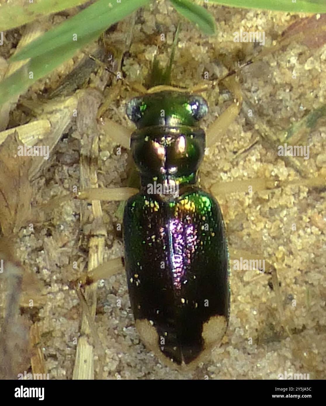 Carolina Metallic Tiger Beetle (Tetracha carolina) Insecta Stock Photo ...
