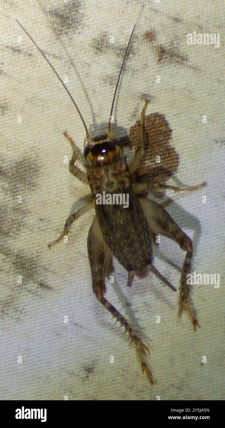 Japanese Burrowing Cricket (Velarifictorus micado) Insecta Stock Photo ...