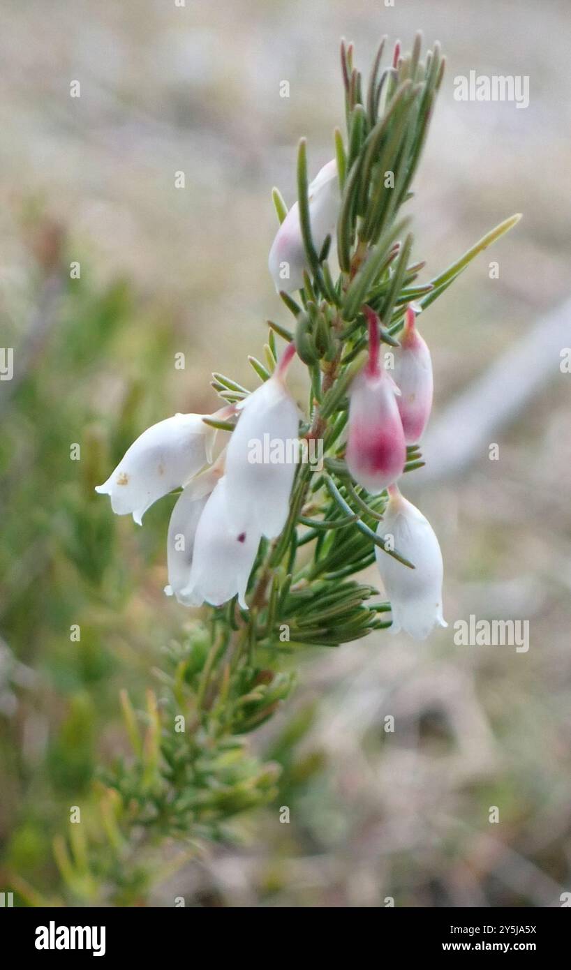 Portuguese Heath (Erica lusitanica) Plantae Stock Photo - Alamy