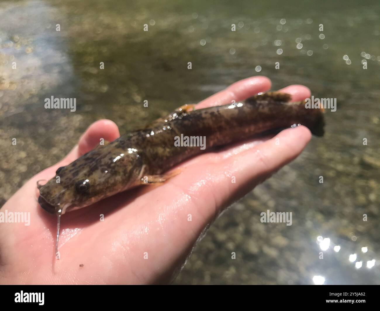 Flathead Catfish (Pylodictis olivaris) Actinopterygii Stock Photo - Alamy
