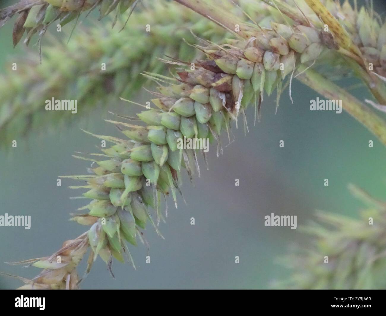 nodding sedge (Carex gynandra) Plantae Stock Photo - Alamy