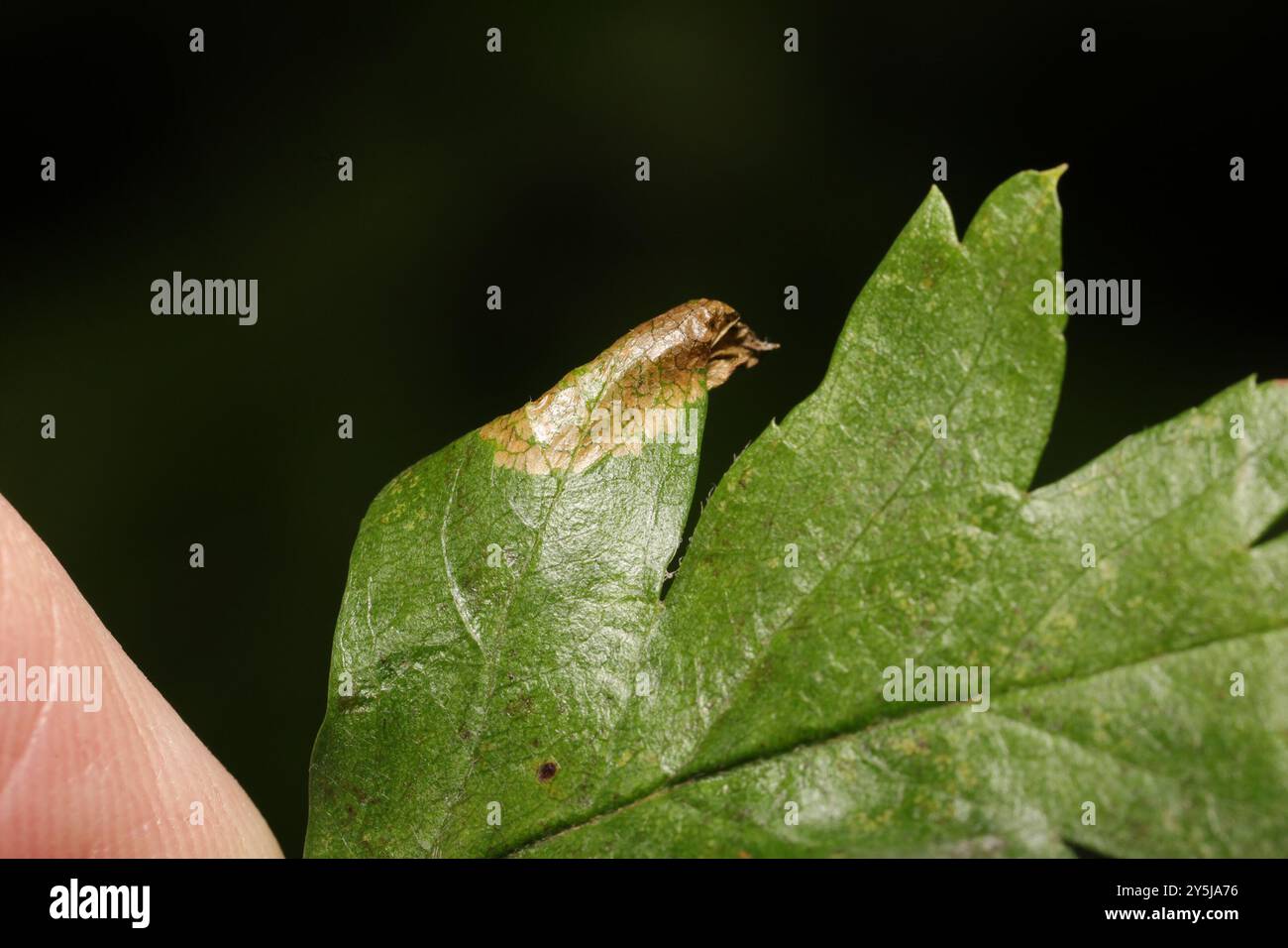 Common Thorn Midget (Phyllonorycter oxyacanthae) Insecta Stock Photo ...
