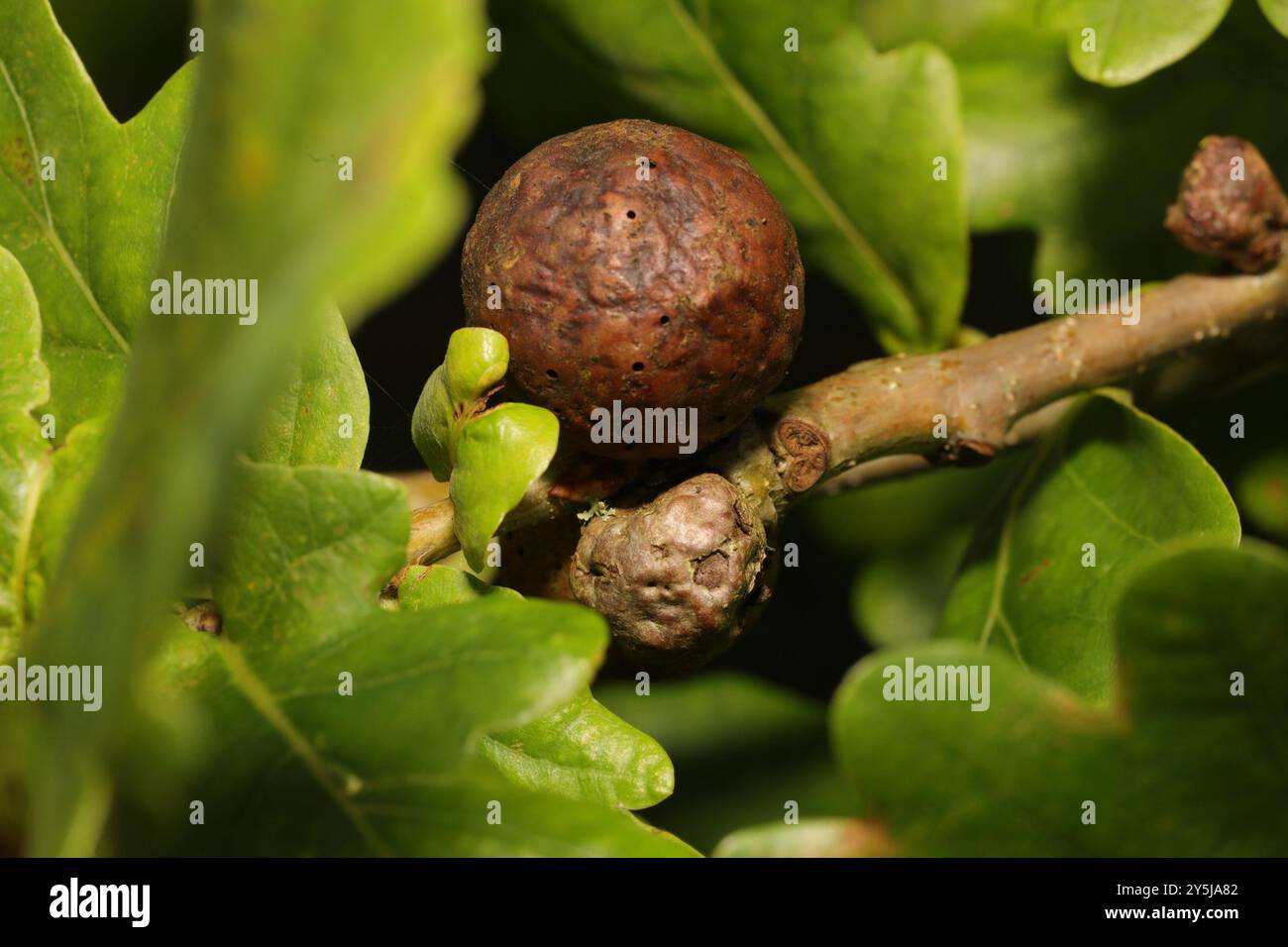 Oak Marble Gall Wasp (Andricus kollari) Insecta Stock Photo - Alamy