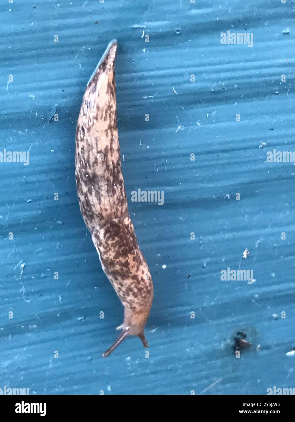 Milky Slug (Deroceras reticulatum) Mollusca Stock Photo - Alamy
