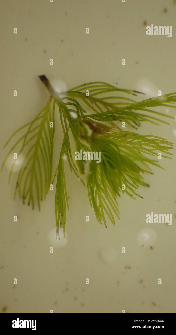 Eurasian water-milfoil (Myriophyllum spicatum) Plantae Stock Photo - Alamy