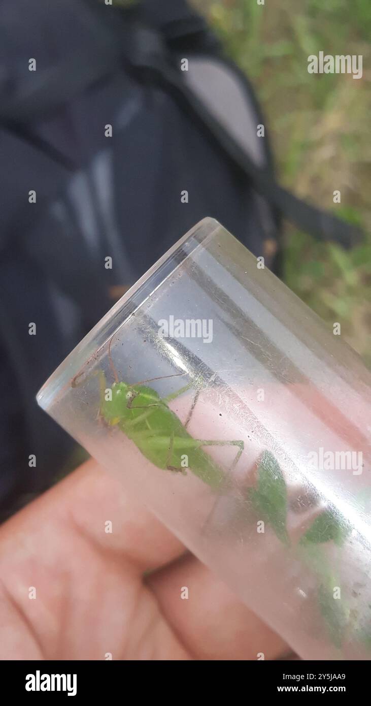 Large Conehead (Ruspolia nitidula) Insecta Stock Photo - Alamy