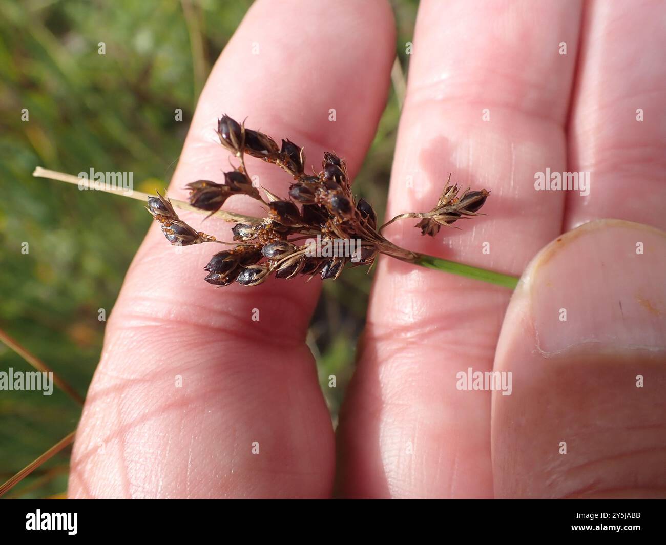Hard Rush (Juncus inflexus) Plantae Stock Photo - Alamy