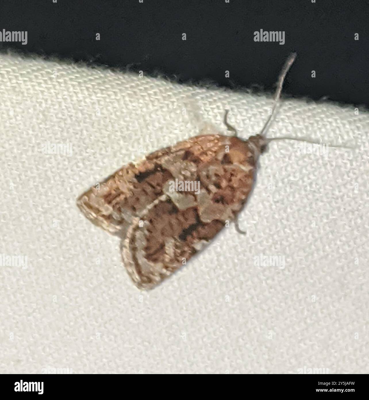 Western Spruce Budworm Moth (Choristoneura occidentalis) Insecta Stock ...
