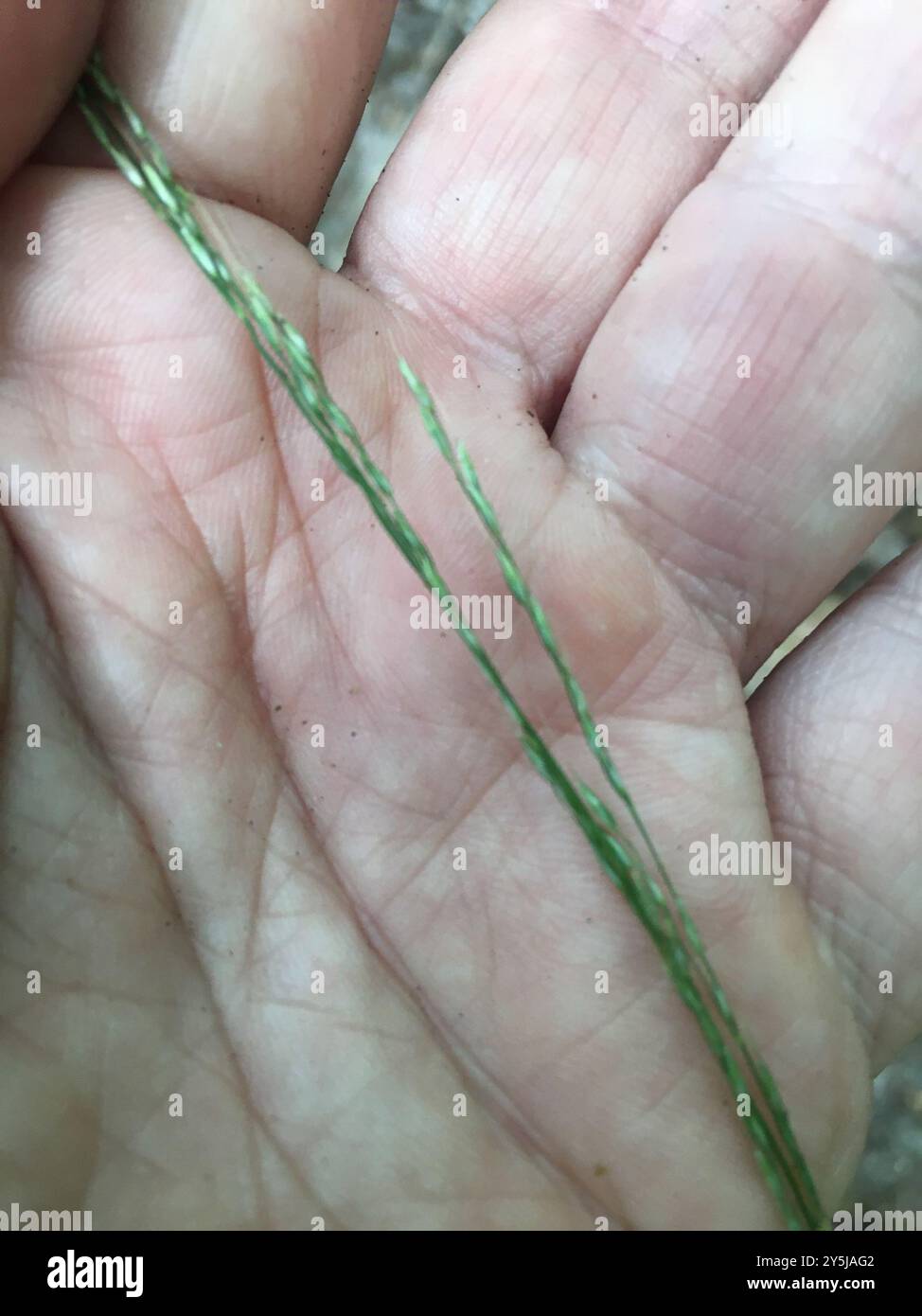 Slim-flower Muhly (Muhlenbergia tenuiflora) Plantae Stock Photo - Alamy