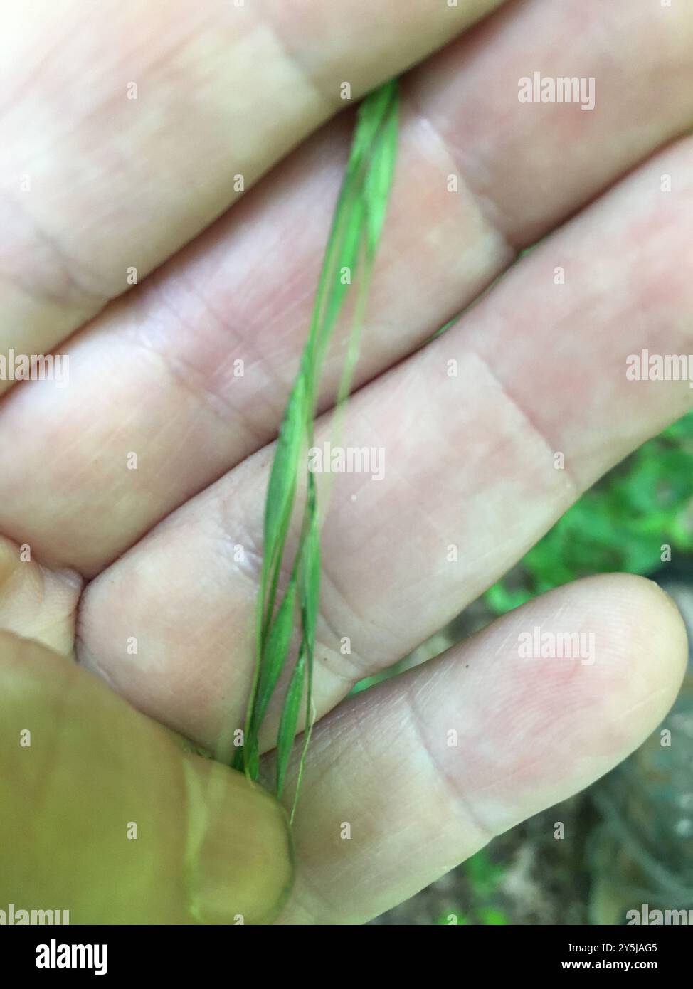 Long-awned Wood Grass (Brachyelytrum erectum) Plantae Stock Photo - Alamy
