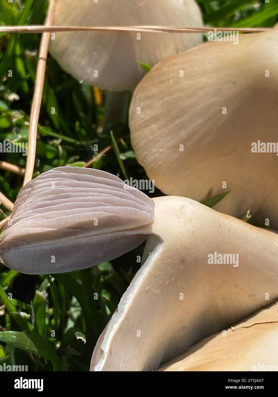 Pale Brittlestem (Candolleomyces candolleanus) Fungi Stock Photo - Alamy