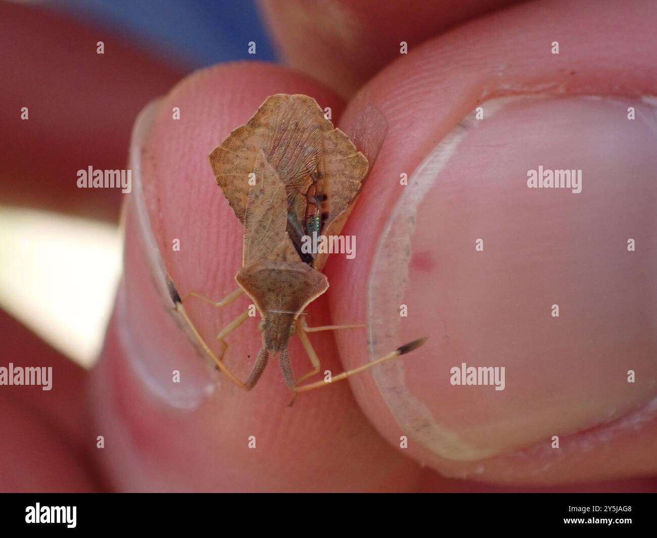 Rhombic Leatherbug (Syromastus rhombeus) Insecta Stock Photo - Alamy