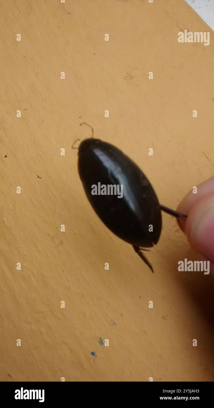 Giant Water Scavenger Beetles (Hydrophilus) Insecta Stock Photo - Alamy
