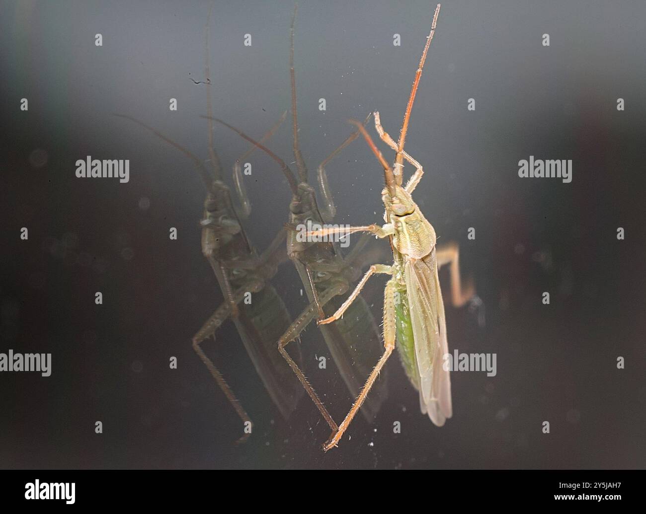 Two-spined Grass Bug (Stenodema calcarata) Insecta Stock Photo - Alamy