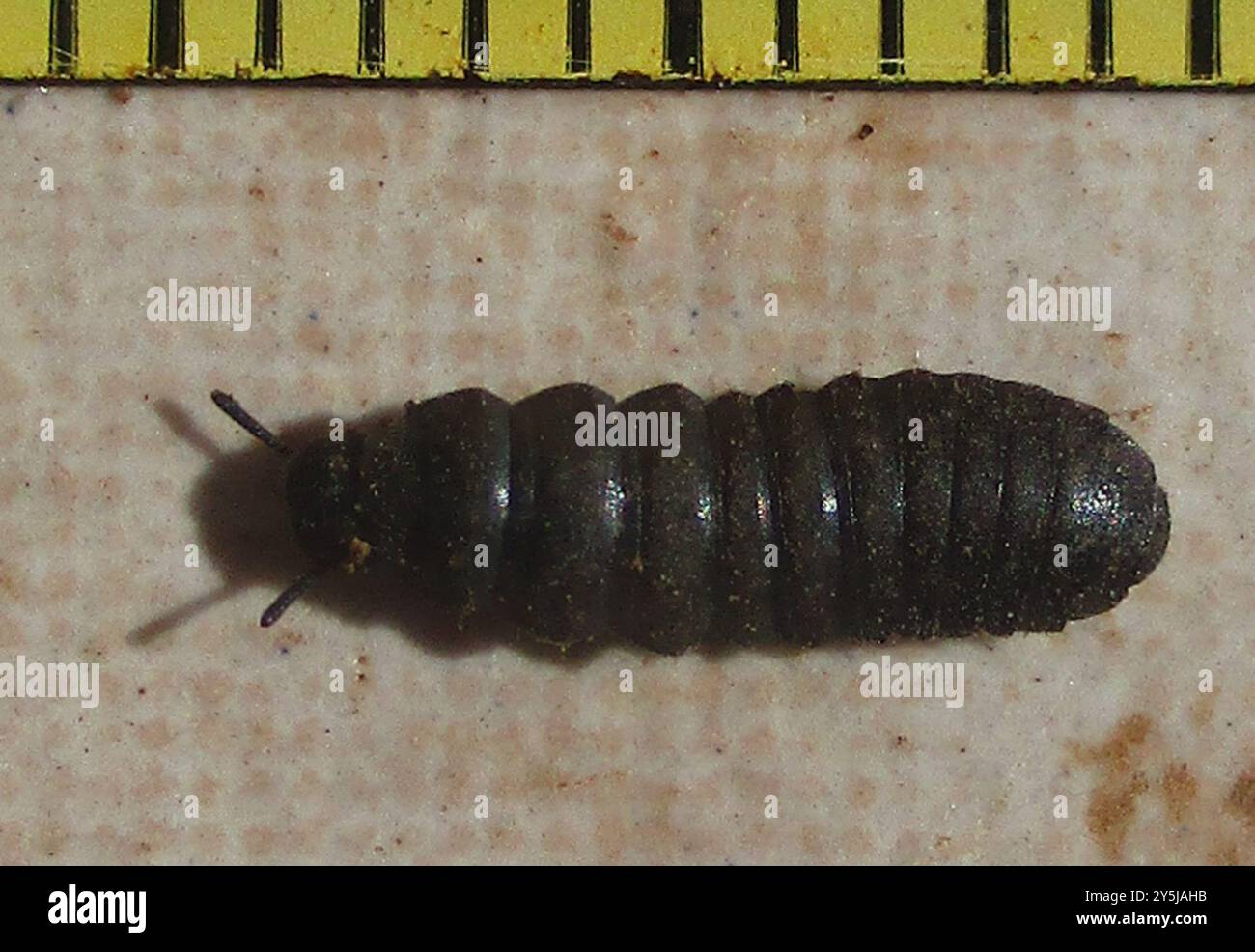 Long-jointed Beetles (Lagriinae) Insecta Stock Photo - Alamy