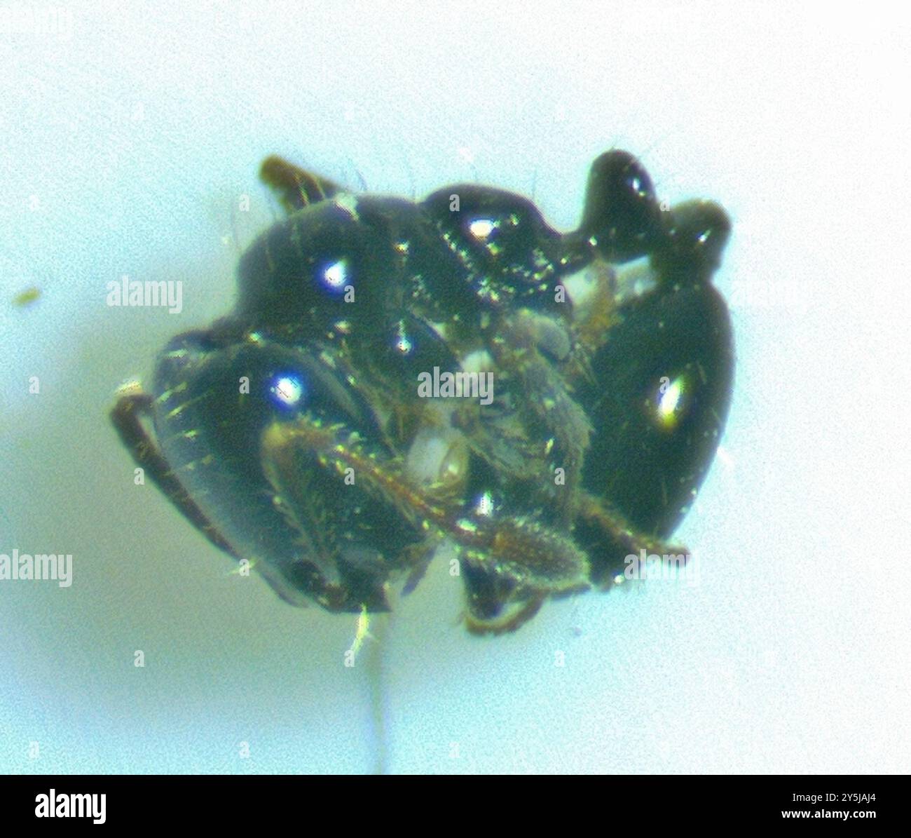 Common Trailing Ant (Monomorium minimum) Insecta Stock Photo - Alamy