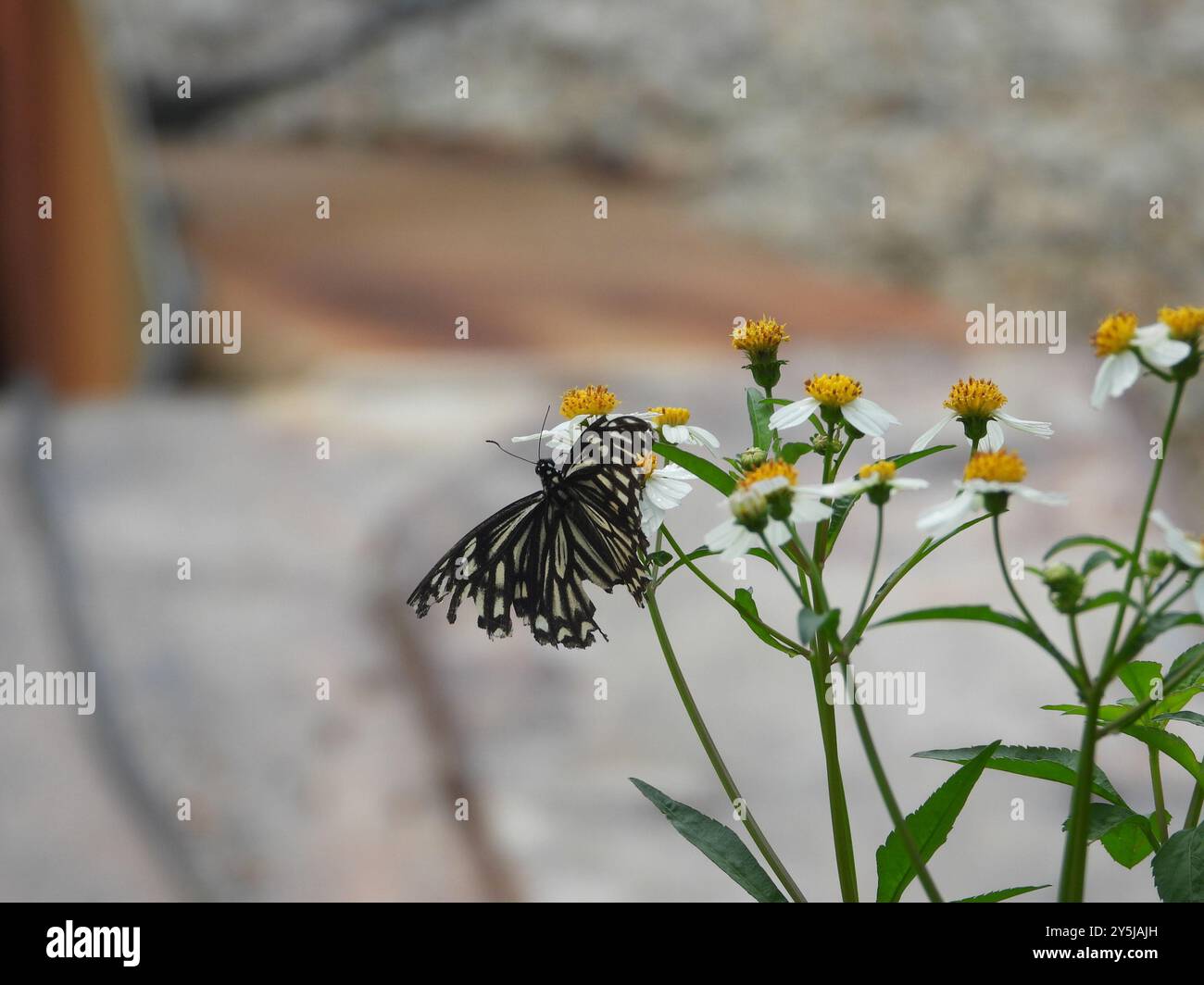 Common Mime Swallowtail (Papilio clytia) Insecta Stock Photo - Alamy