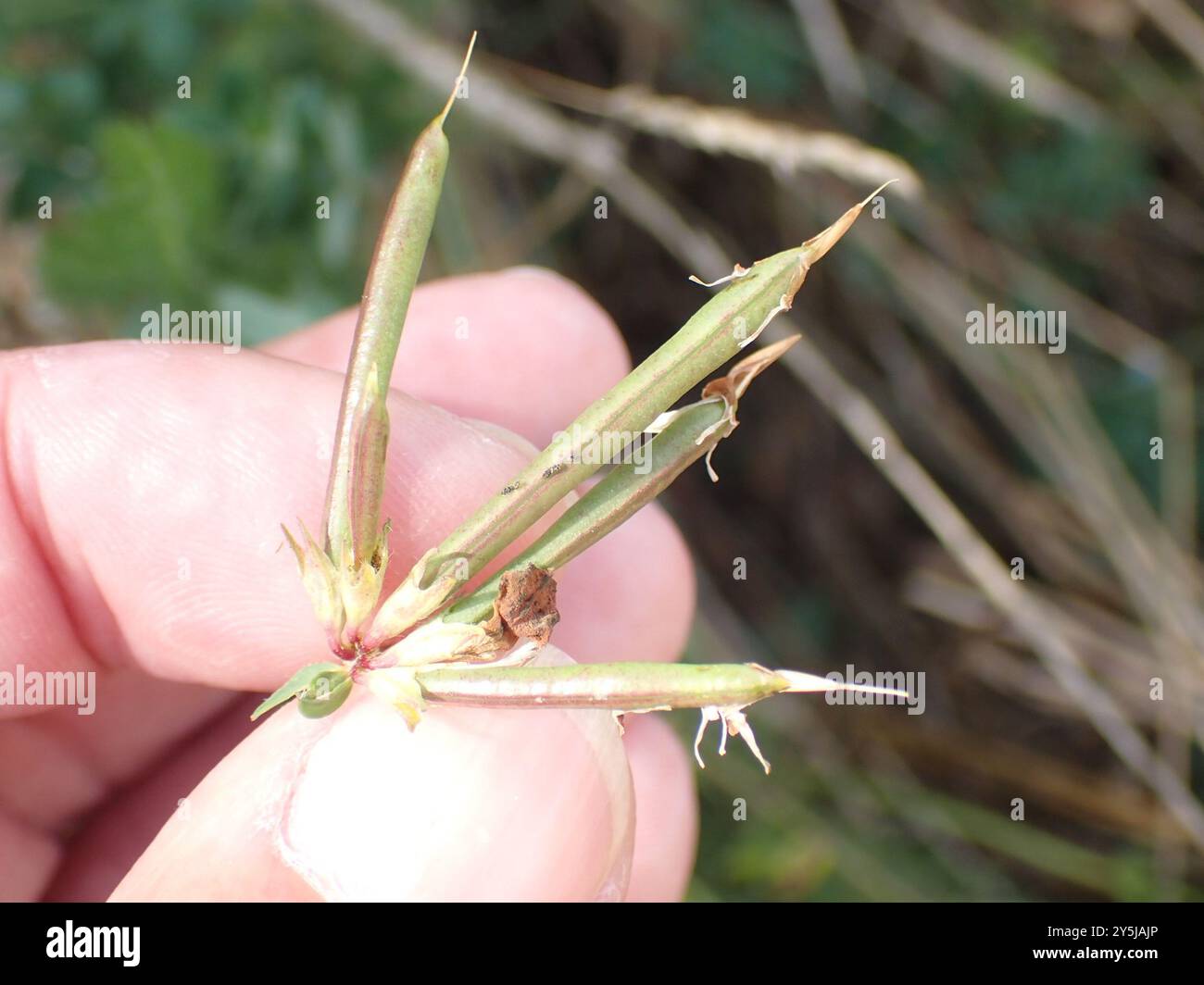 bird's-foot trefoils (Lotus) Plantae Stock Photo - Alamy
