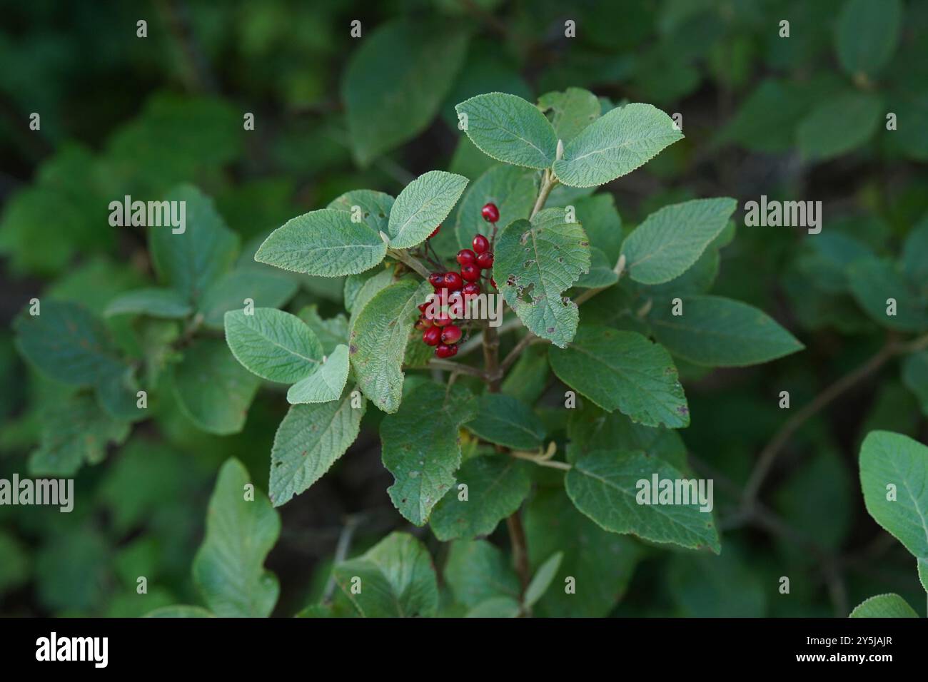 Wayfaring-tree (Viburnum lantana) Plantae Stock Photo - Alamy