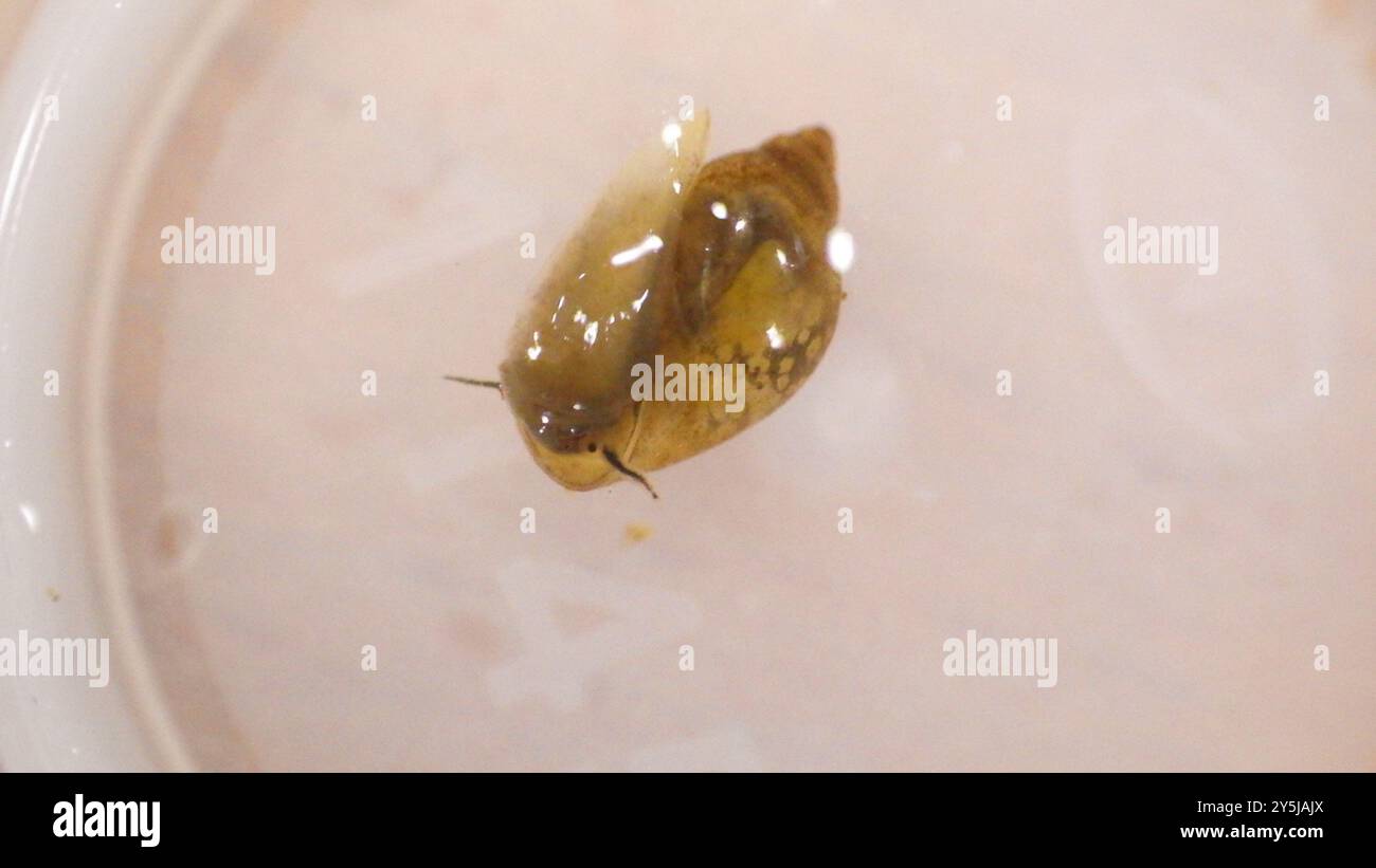 Bladder Snails (Physidae) Mollusca Stock Photo - Alamy
