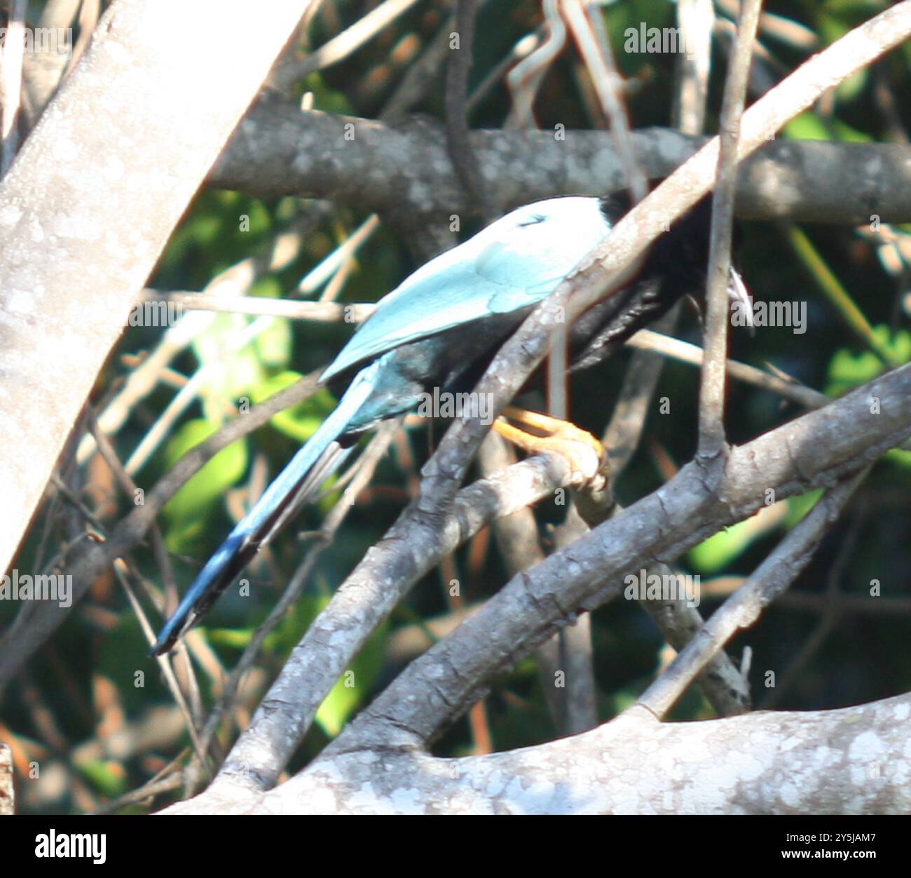 Cyanocorax yucatanicus hi-res stock photography and images - Alamy