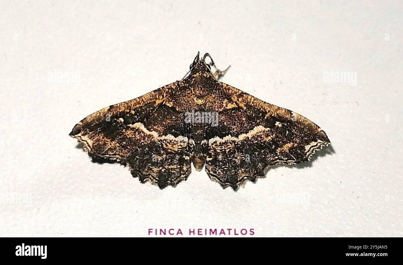 Underwing, Tiger, Tussock, and Allied Moths (Erebidae) Insecta Stock ...