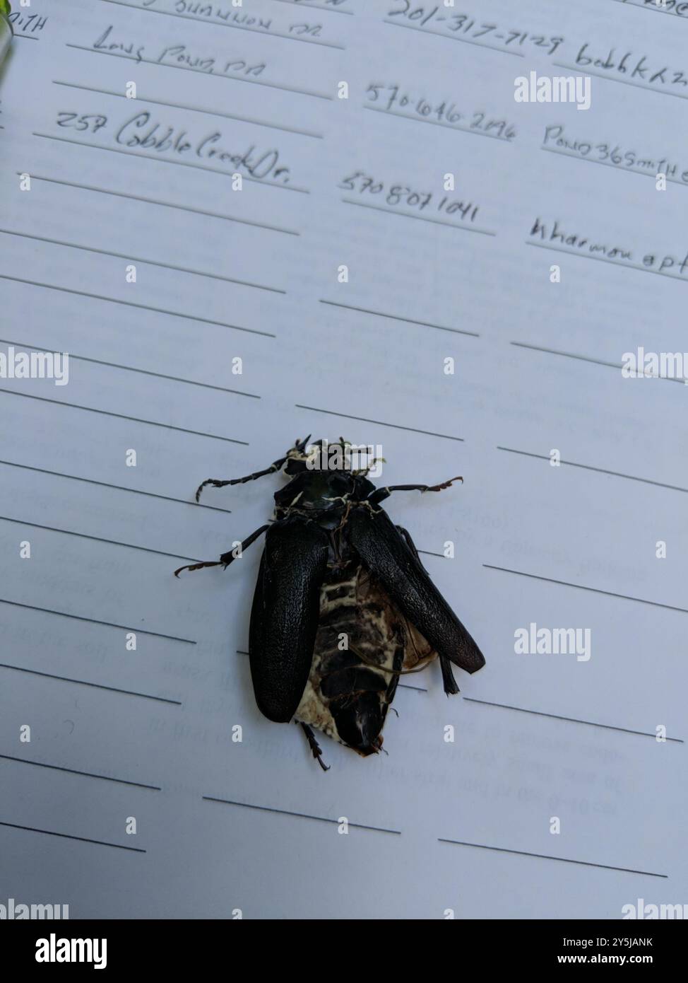 Broad-necked Root Borer (Prionus laticollis) Insecta Stock Photo - Alamy