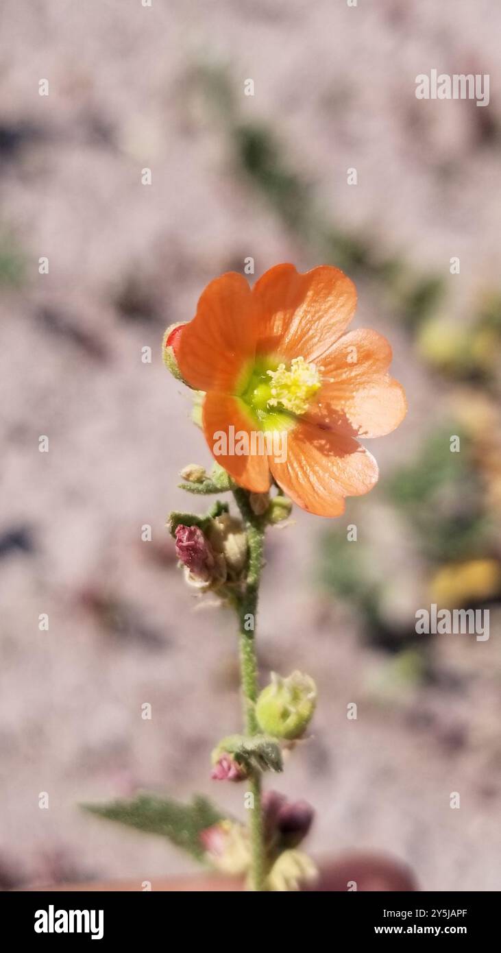 Fendler's Globemallow (Sphaeralcea fendleri) Plantae Stock Photo - Alamy