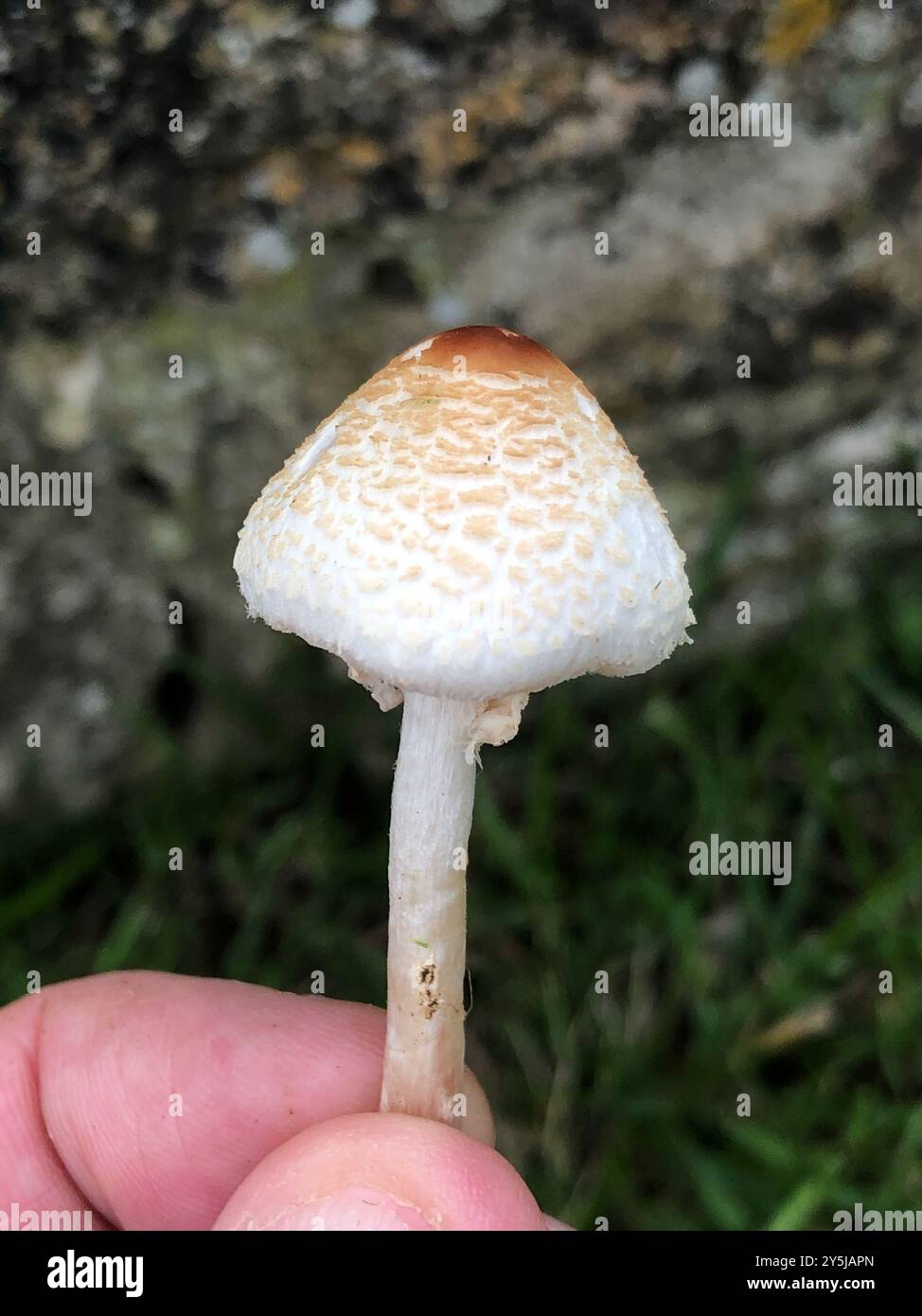 Stinking Dapperling (Lepiota cristata) Fungi Stock Photo - Alamy