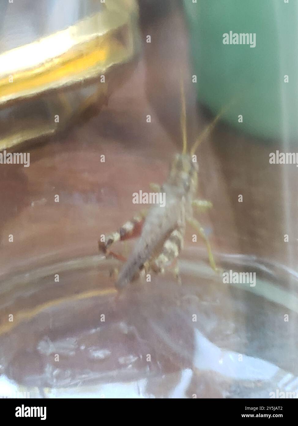 Pine tree Spur-throat Grasshopper (Melanoplus punctulatus) Insecta ...