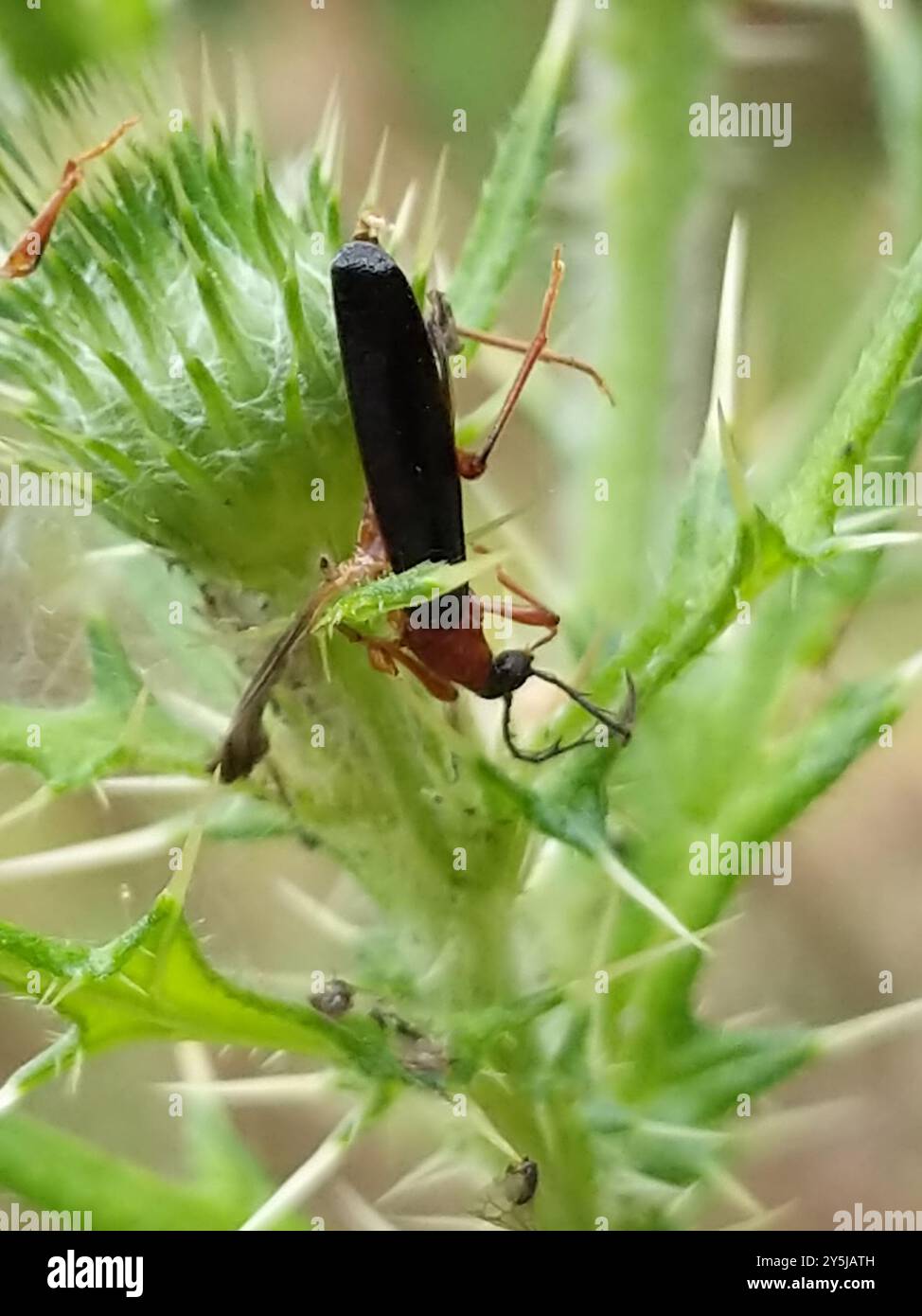 Canada Fire-colored Beetle (Dendroides canadensis) Insecta Stock Photo ...