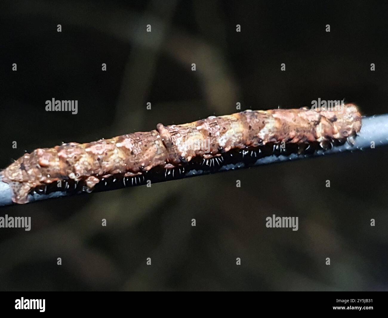 Geometer Moths (Geometridae) Insecta Stock Photo - Alamy