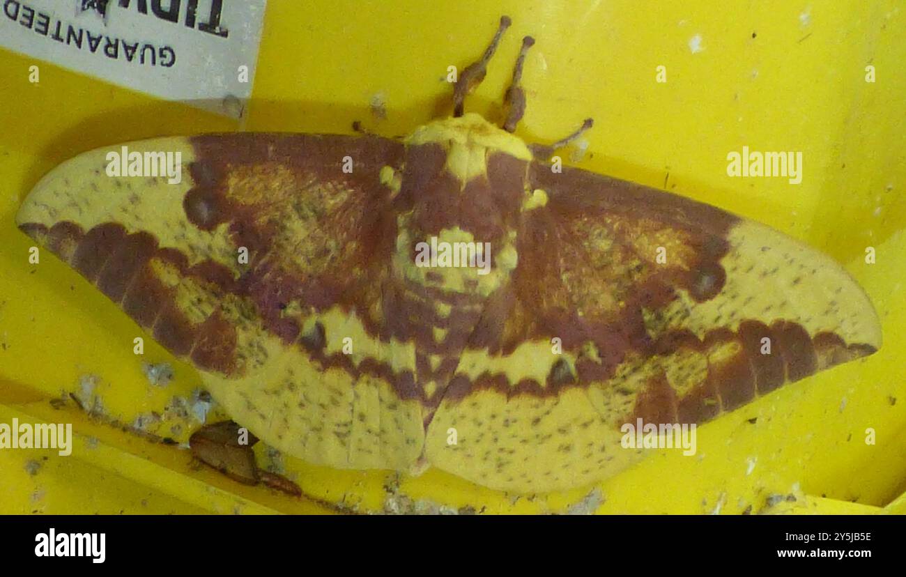 Imperial Moth (Eacles imperialis) Insecta Stock Photo - Alamy